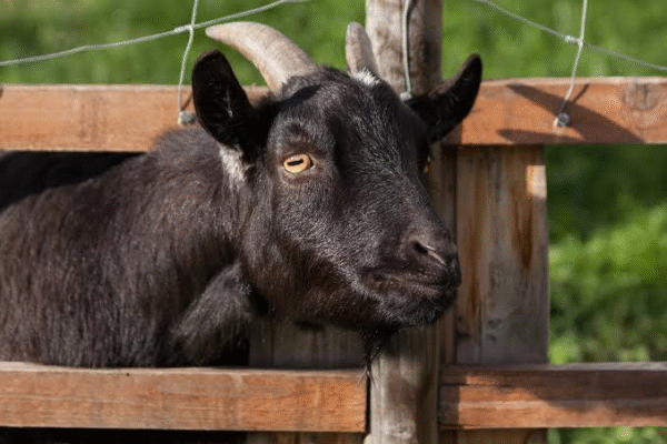 10 Common Goat Diseases and How to Prevent Them - Farm Circle