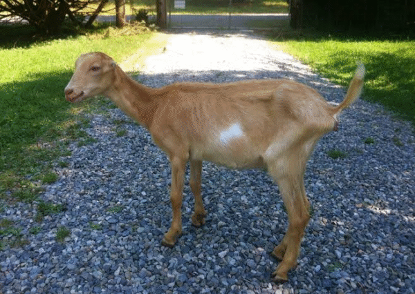 10 Common Goat Diseases and How to Prevent Them - Farm Circle