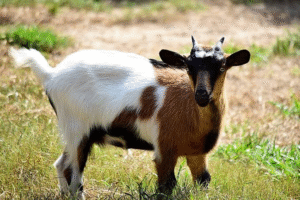 10 Common Goat Diseases and How to Prevent Them - Farm Circle