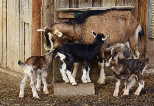 Goat Gestation Period: Signs, Care, and Nutrition - Farm Circle