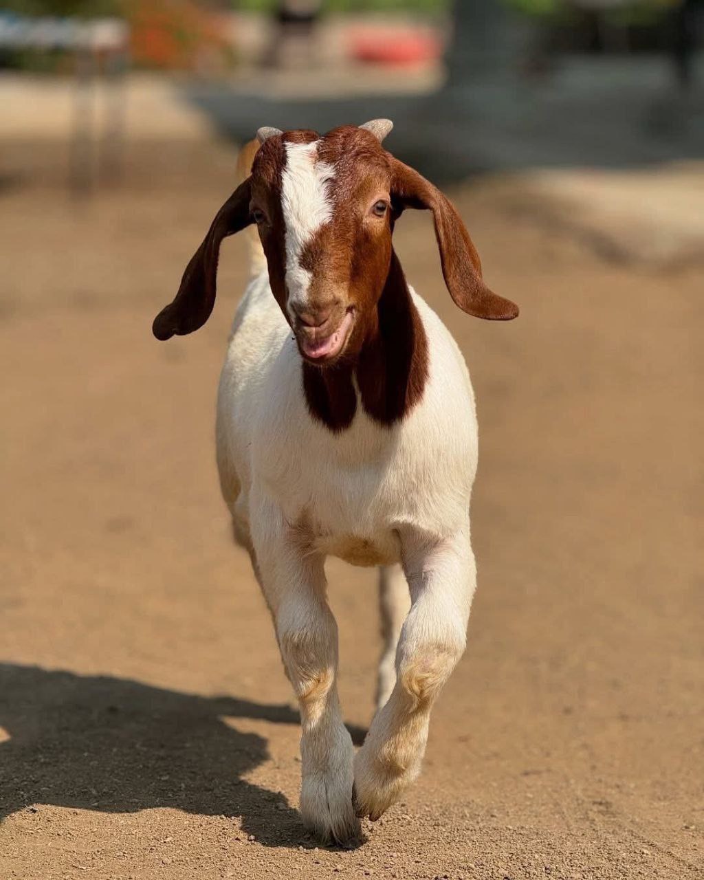 Best Goat Breeds for Meat & Milk Production in Africa - Farm Circle
