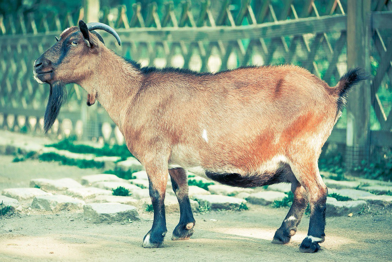 10 Common Goat Diseases and How to Prevent Them - Farm Circle